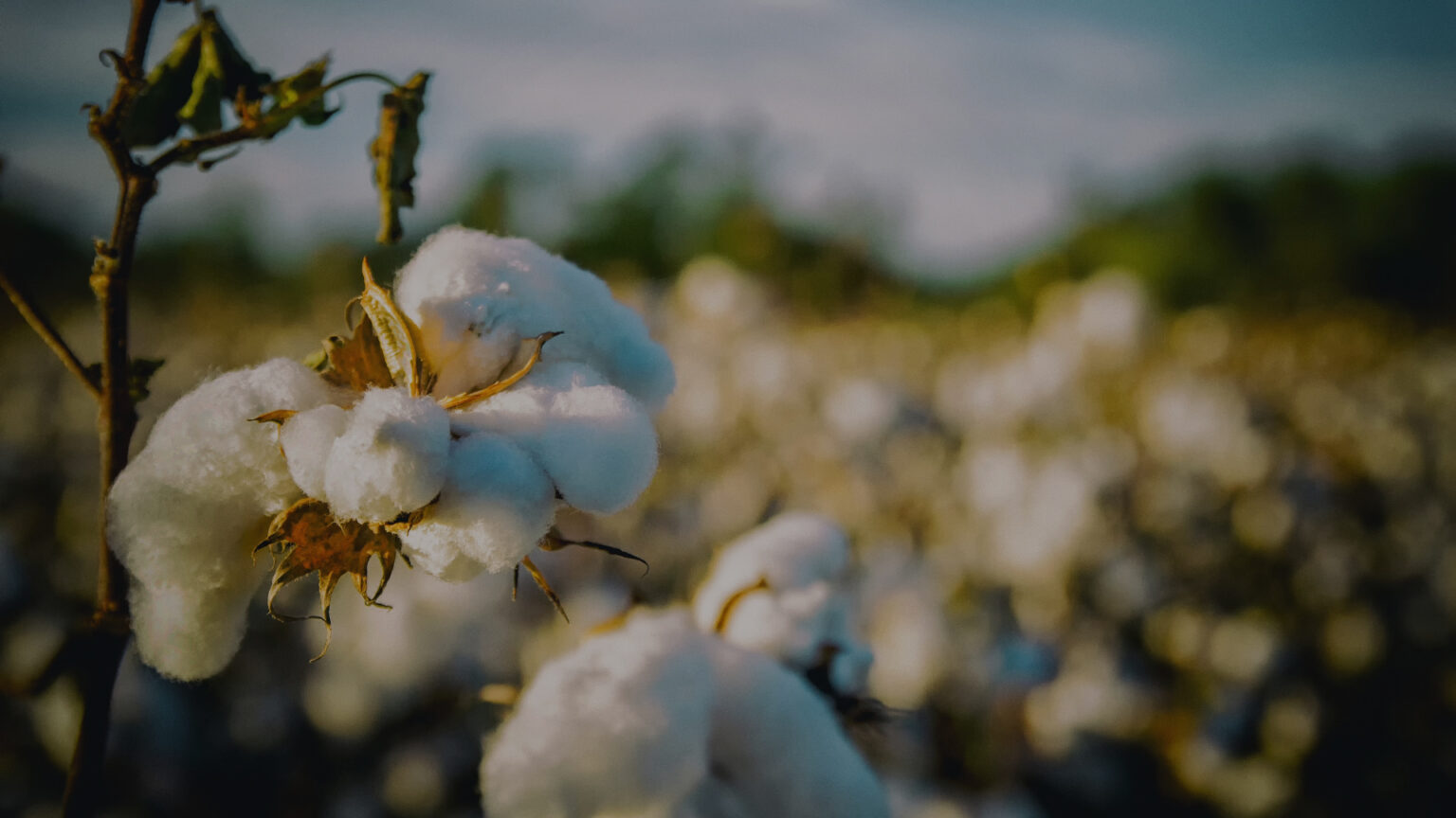 Origin of Material Matters: Isotopic vs DNA Testing for Cotton ...